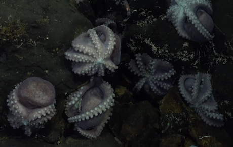 Открити са 4 нови вида октоподи!